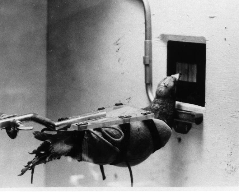 What was Project Pigeon? – Boot Camp & Military Fitness Institute